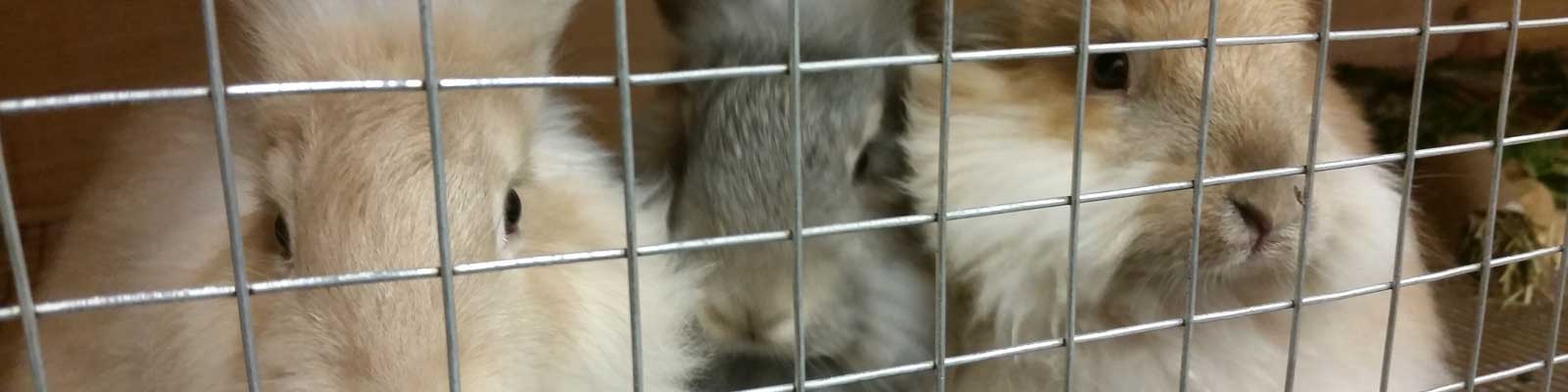 Humane and Ethical Fiber Harvesting – Gallifreyan Farm